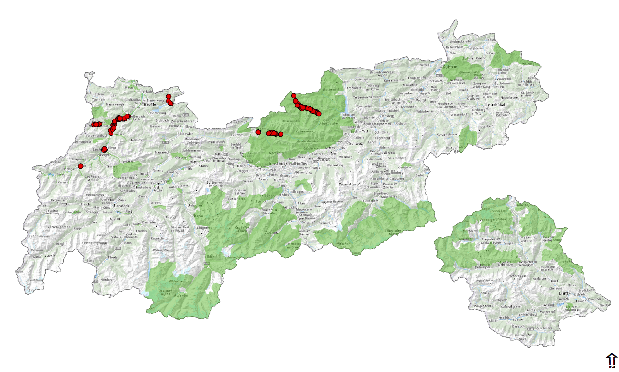 Die Gefleckte Schnarrschrecke - Naturpark Karwendel Tirol ⛰️