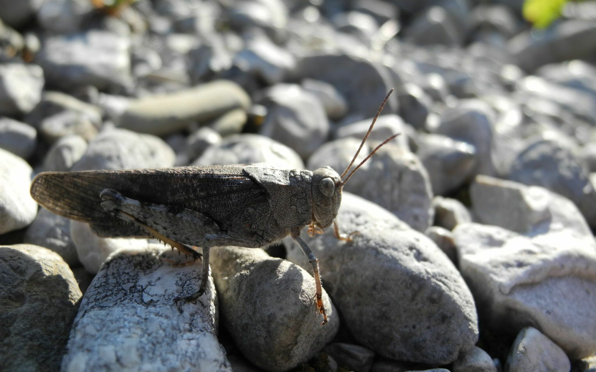 Die Gefleckte Schnarrschrecke - Naturpark Karwendel Tirol ⛰️