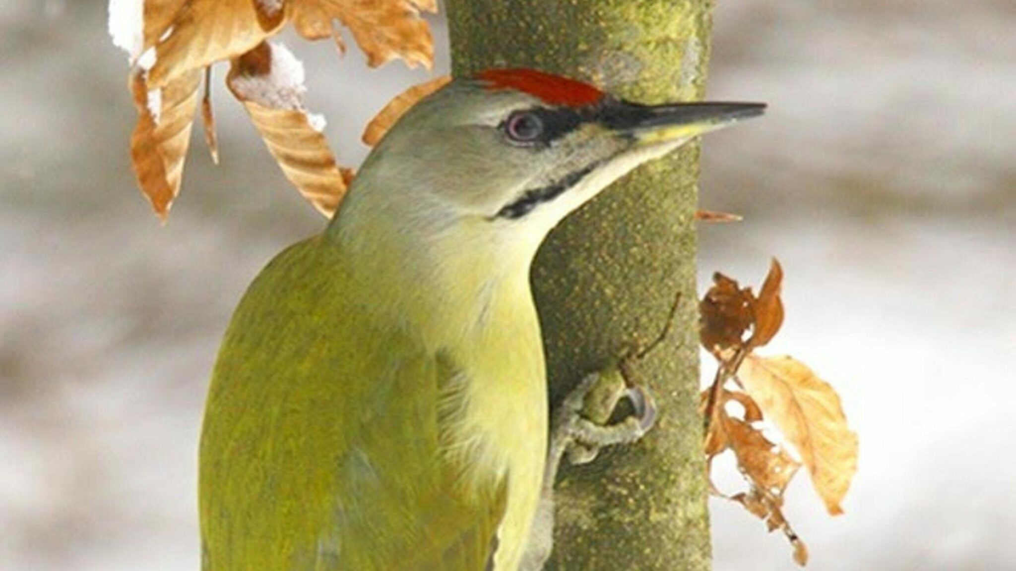 Der Grauspecht - Naturpark Karwendel Tirol ⛰️