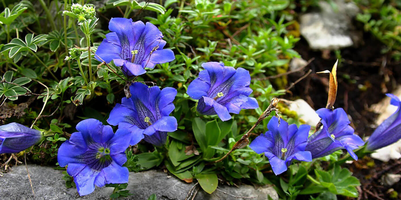 Enzianarten und Enzian Beobachtung - Naturpark Karwendel Tirol ⛰️