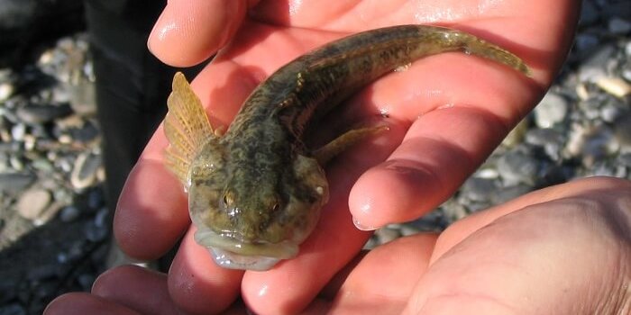 Die Koppe - Naturpark Karwendel Tirol ⛰️